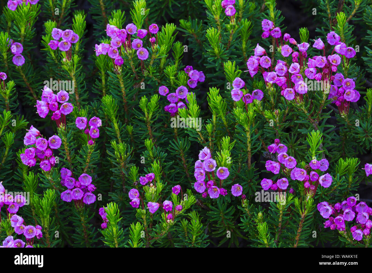 Mt archer hi-res stock photography and images - Alamy