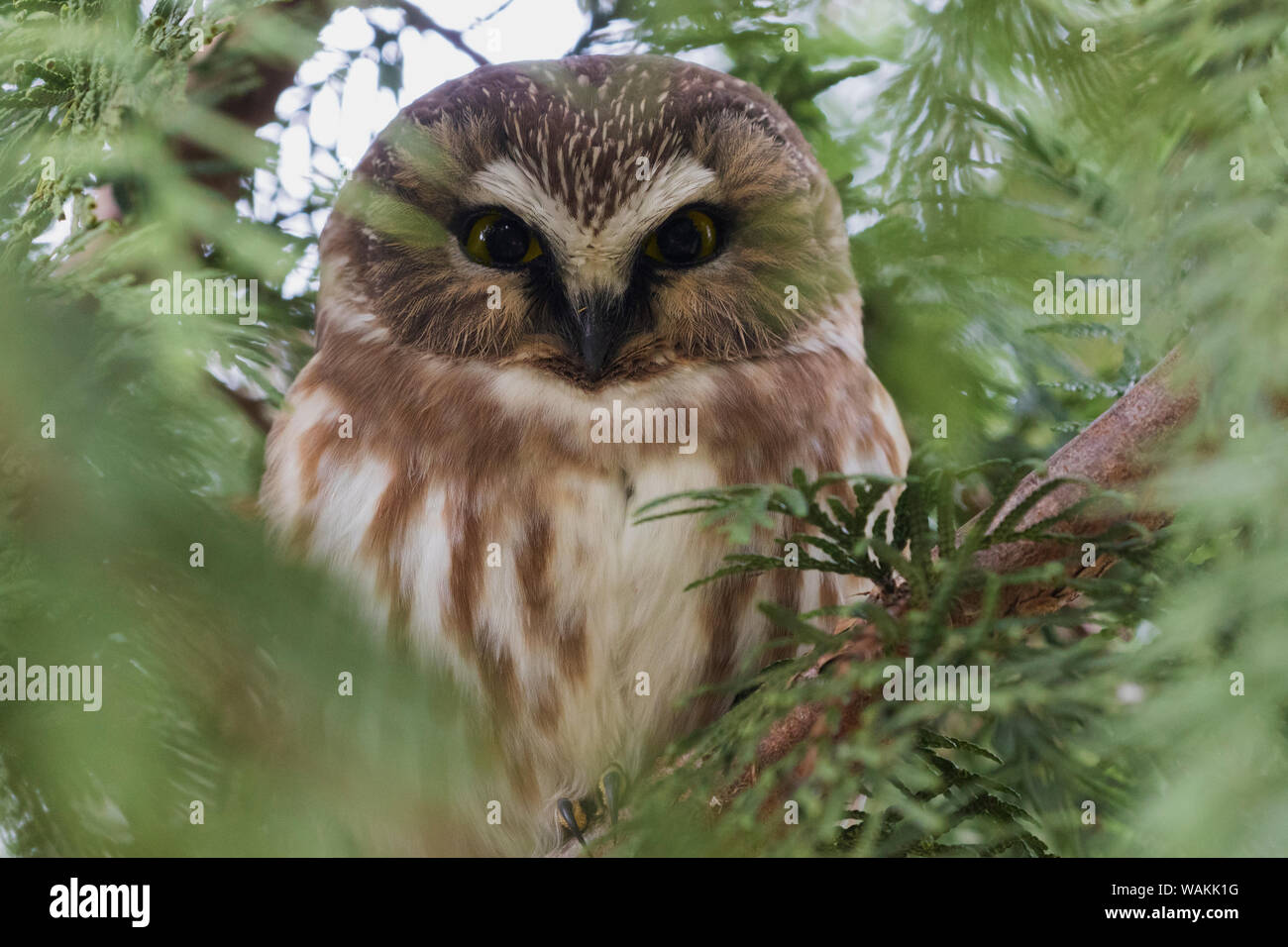 Northern saw-whet owl Stock Photo - Alamy