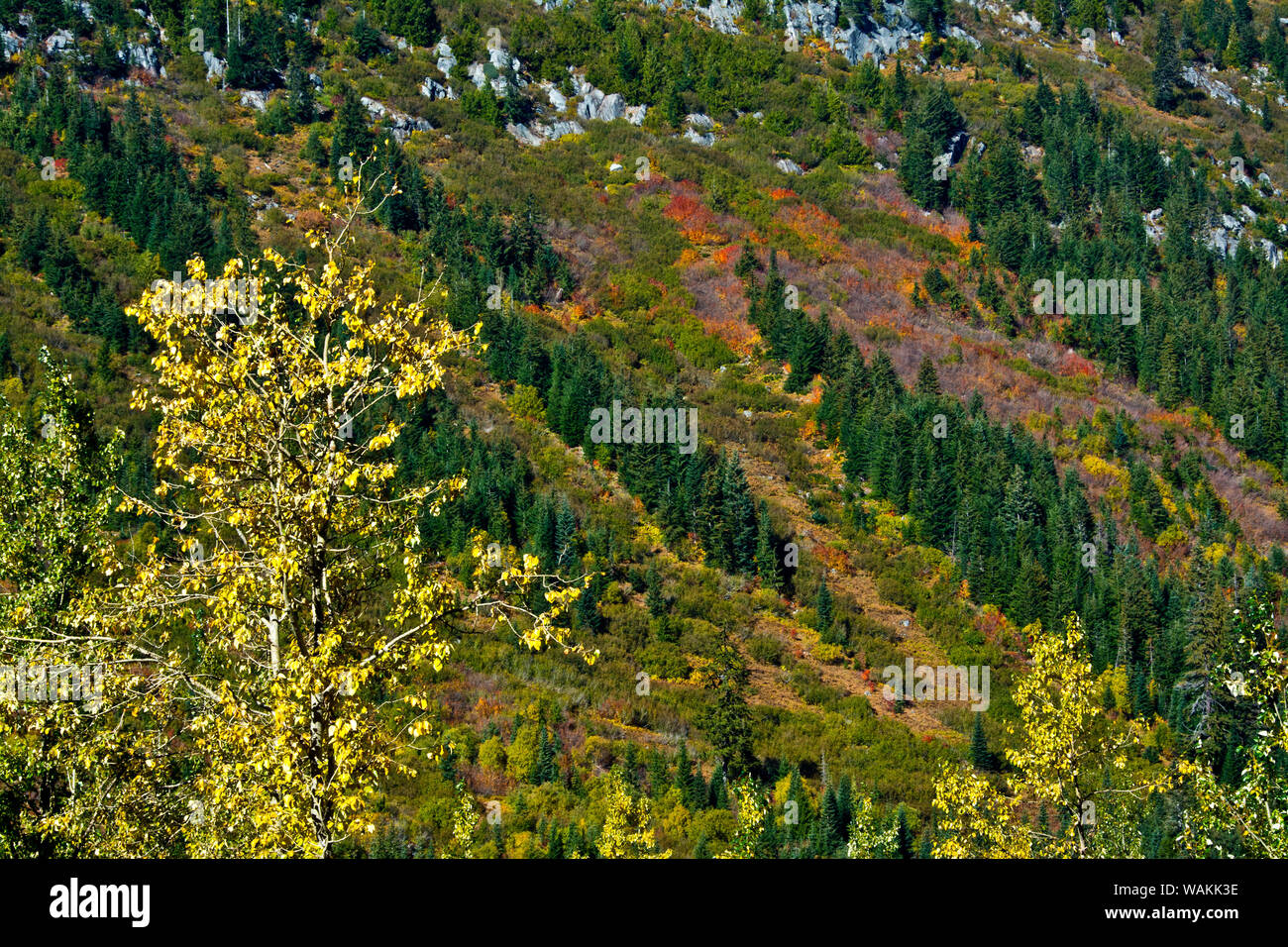 Fall foliage, Stevens Pass, Wenatchee National Forest, Washington State ...