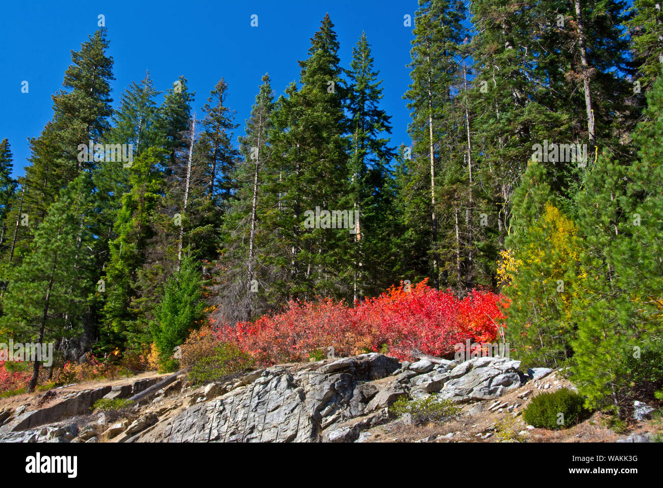 Fall foliage, Stevens Pass, Wenatchee National Forest, Washington State ...