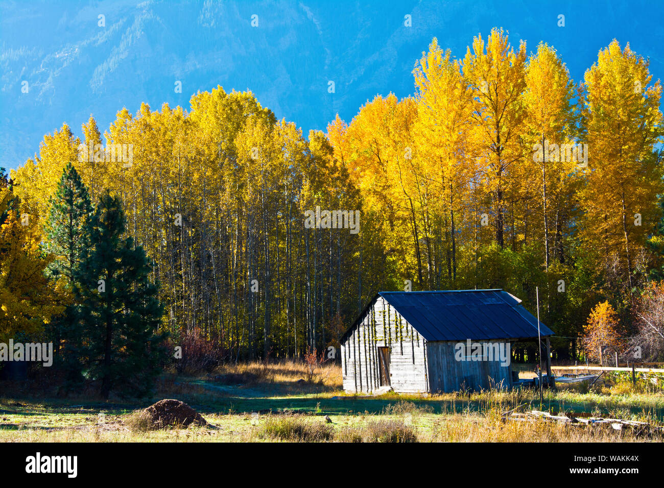 Old shack and autumn landscape, White River Area, Wenatchee National ...