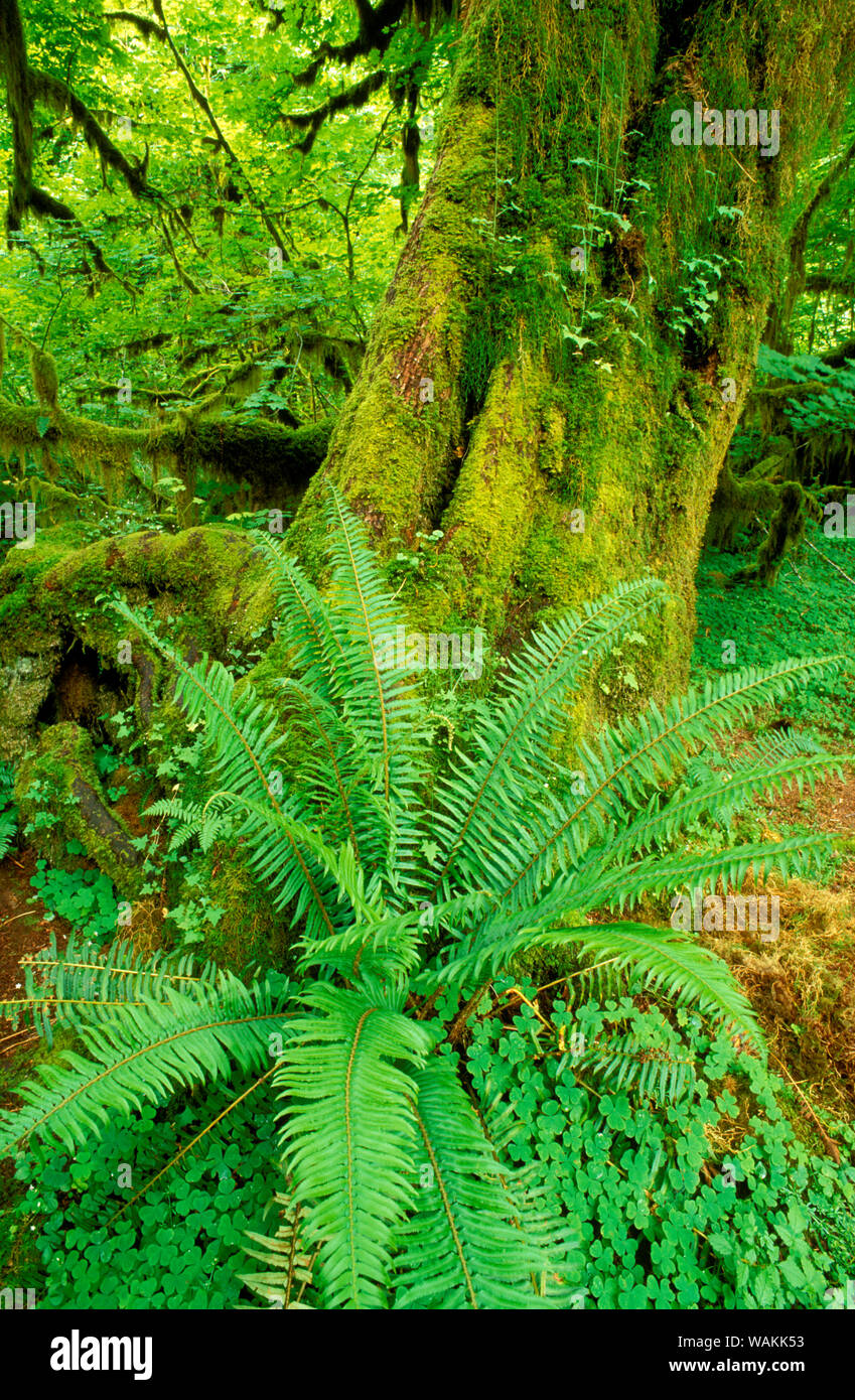 Sword fern and moss covered old growth in the Hoh Rain Forest, Olympic ...