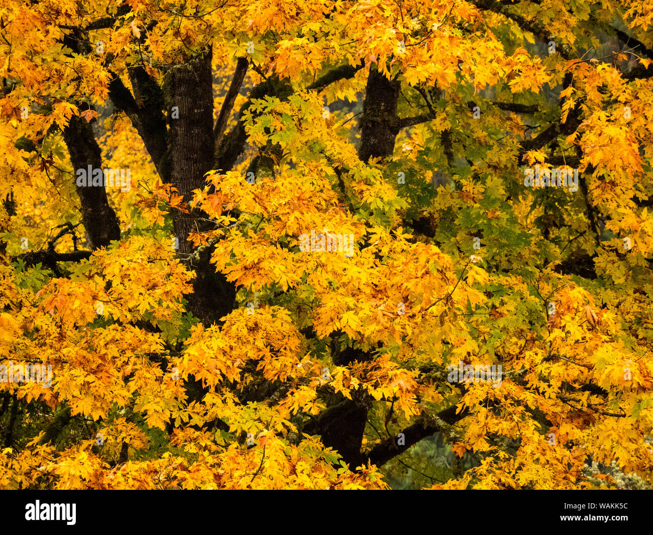 Fall colors in golden leaves of Bigleaf maple Stock Photo - Alamy