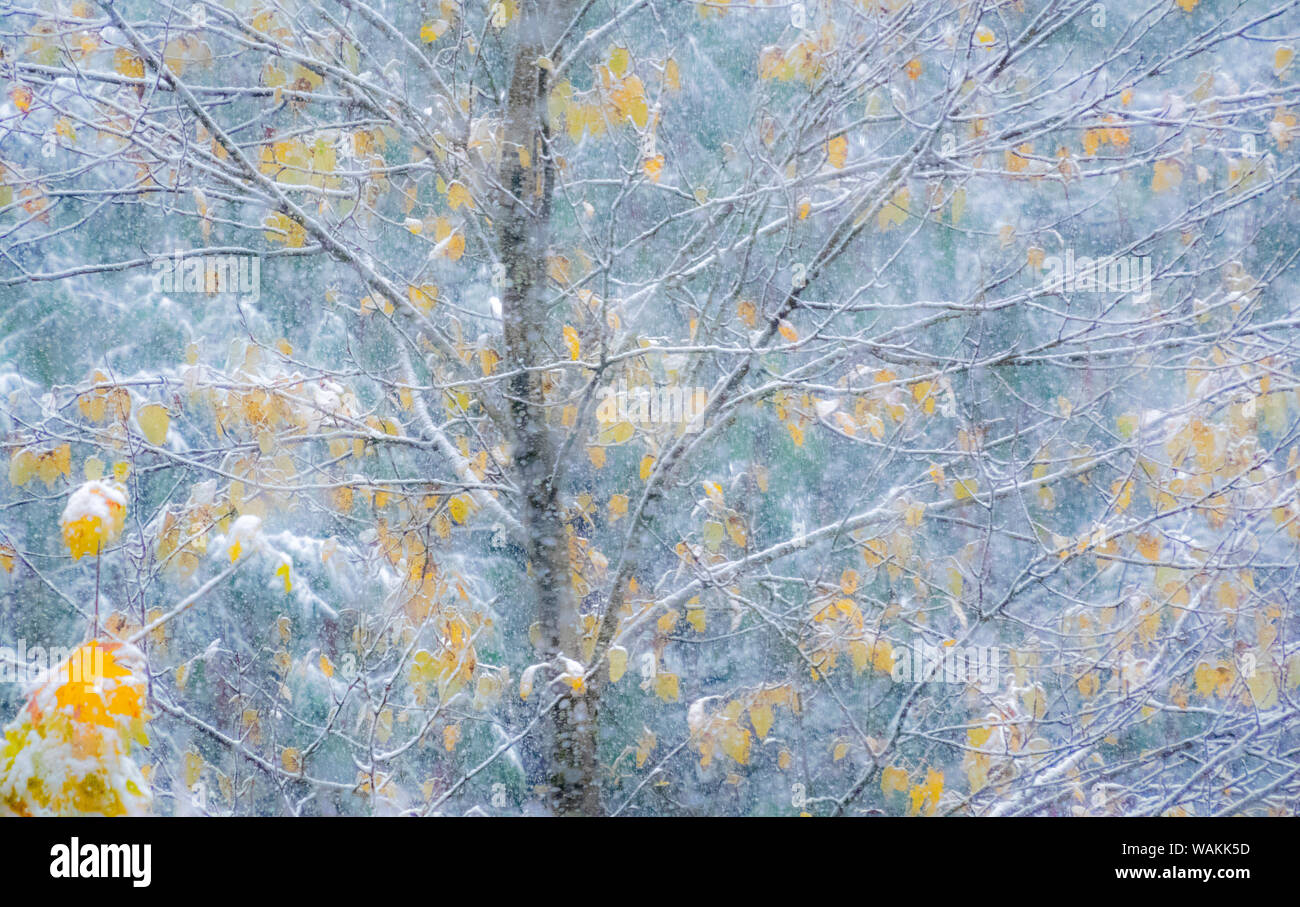 Fresh snowfall on Japanese maple tree with last of fall colored leaves ...