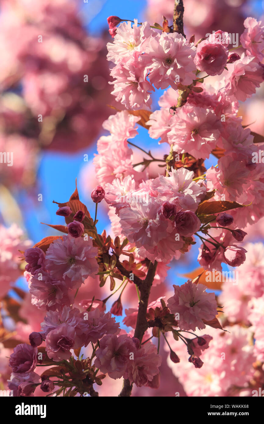 Washington park arboretum hi-res stock photography and images - Alamy