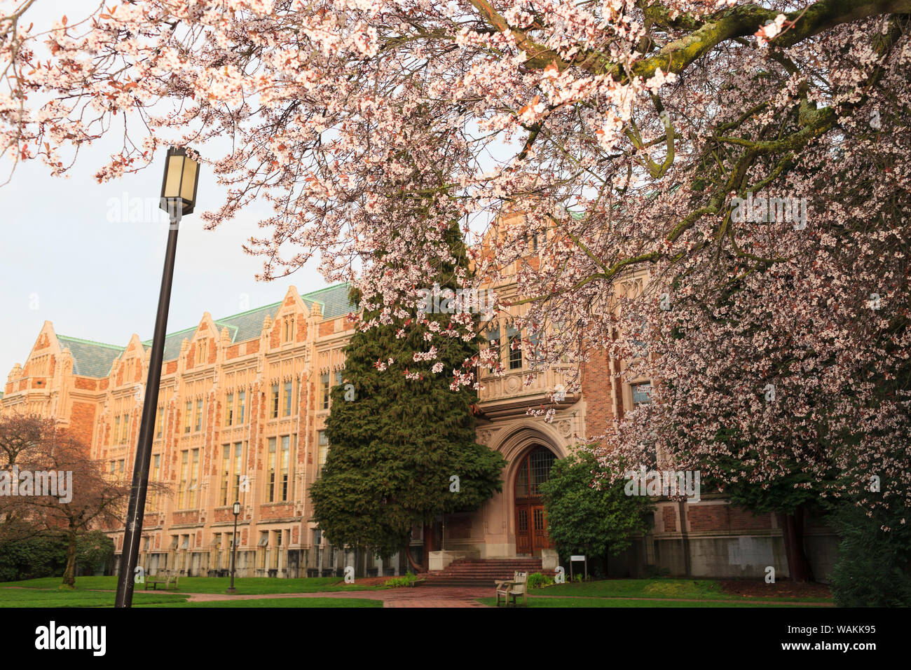 Spring Cherry Blossoms, University of Washington, Seattle, Washington ...