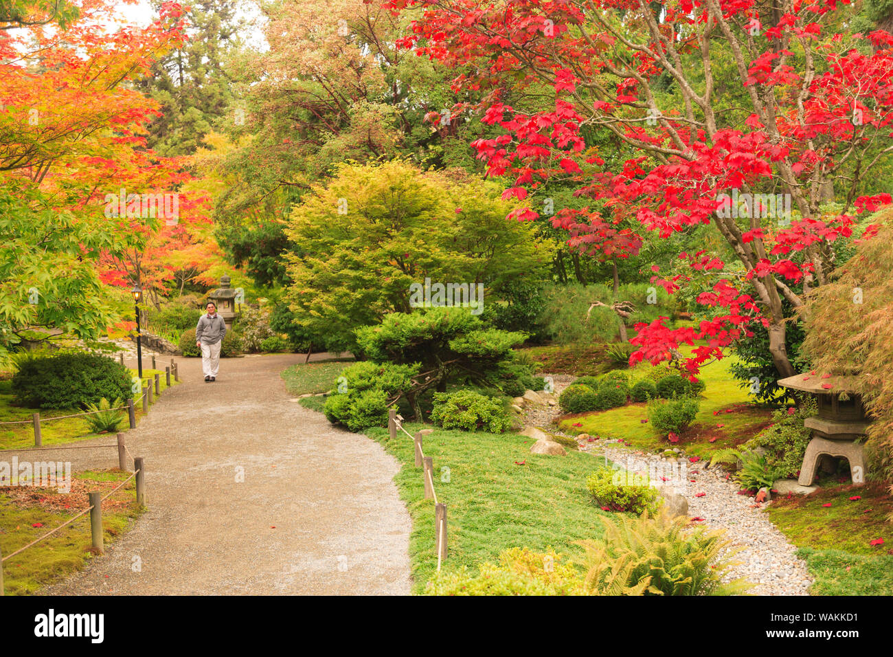 Autumn colors at Japanese Garden, Washington Park, Seattle, Washington ...