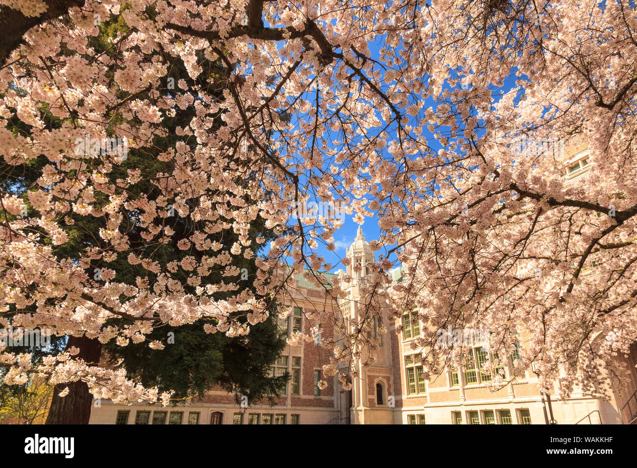 Cherry Blossoms in peak bloom, Spring, University of Washington campus ...