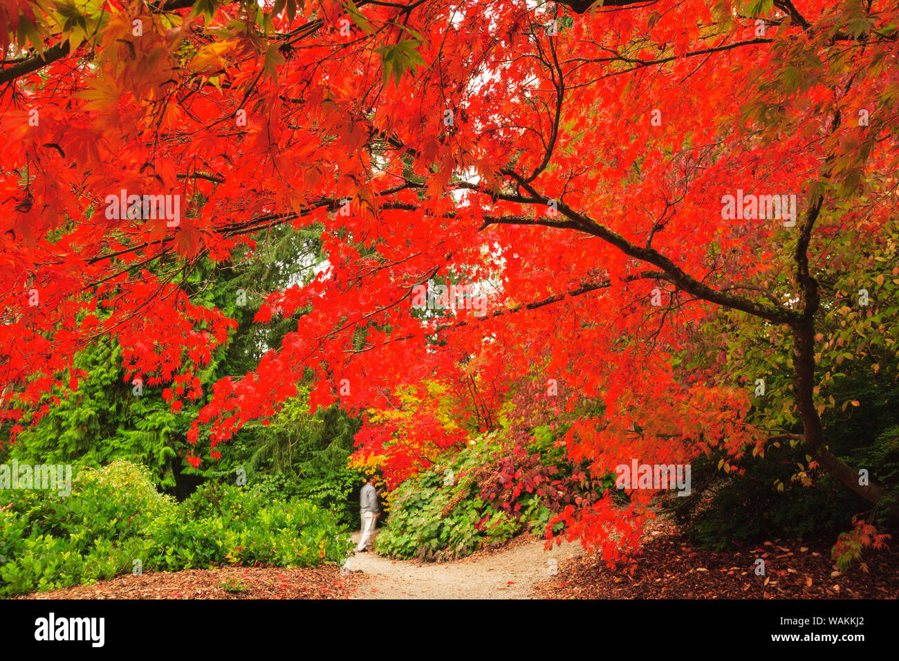 Japanese maple park hi-res stock photography and images - Alamy