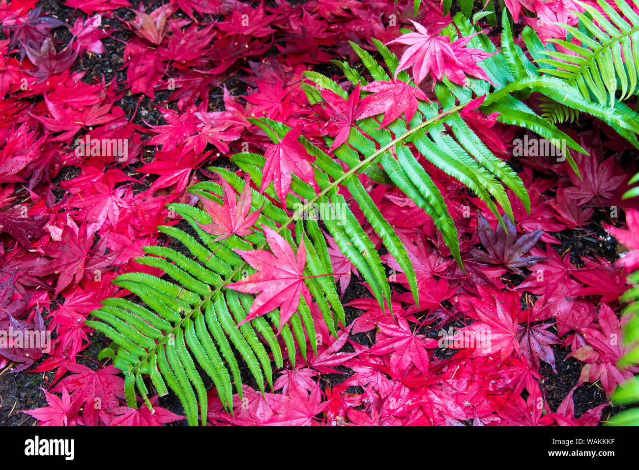 USA, Washington State. Fern with fall color Japanese maple leaves Stock ...