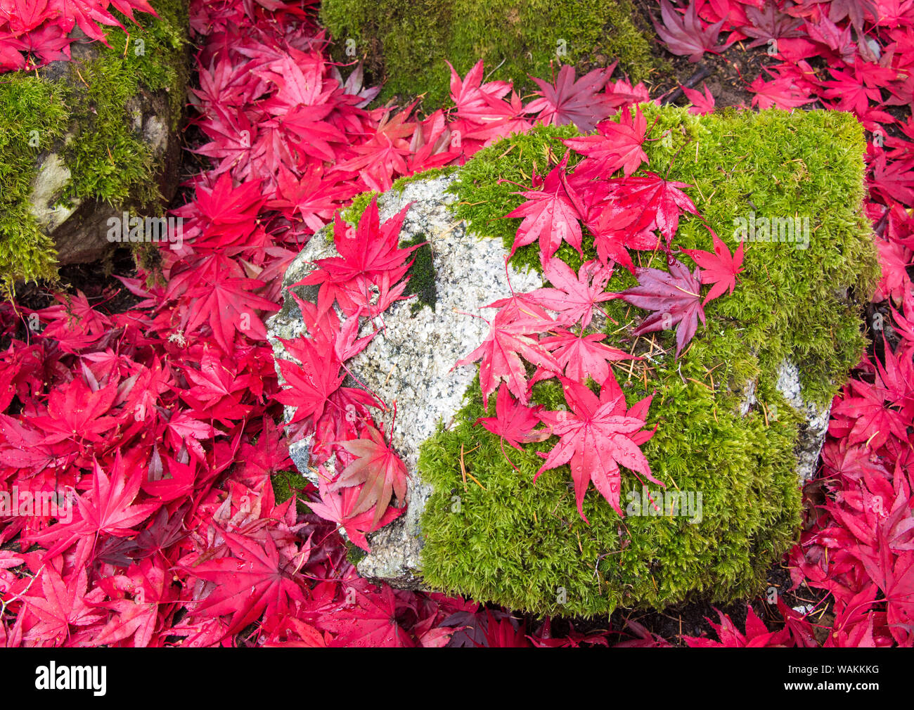 Puget sound and fall hi-res stock photography and images - Alamy