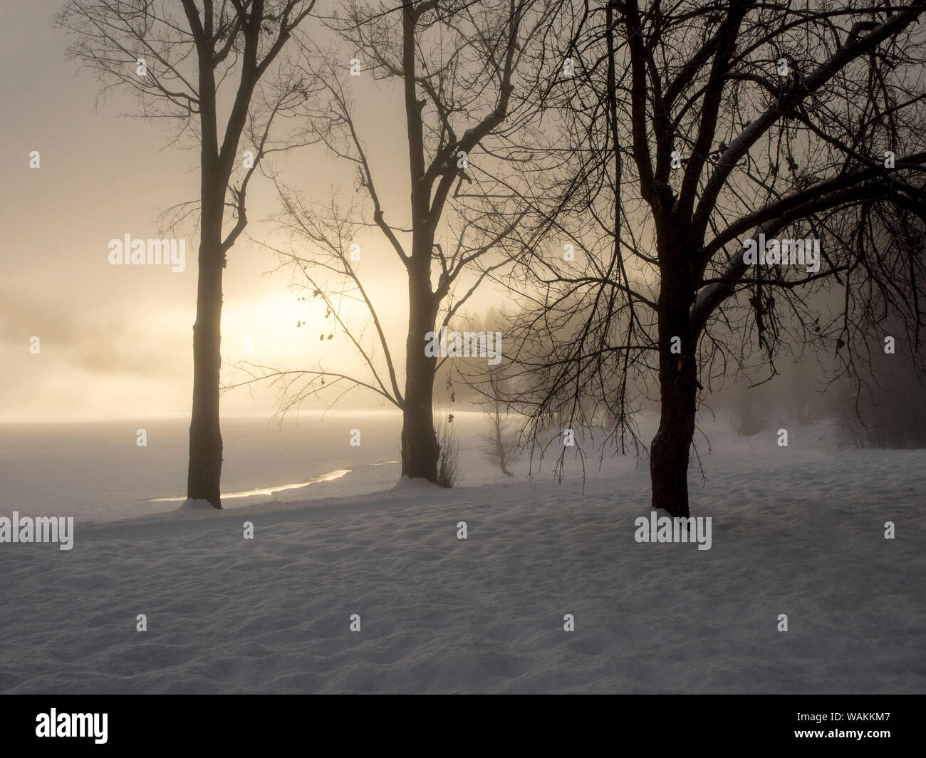 USA, Washington State. Fog draped trees with morning light Stock Photo ...