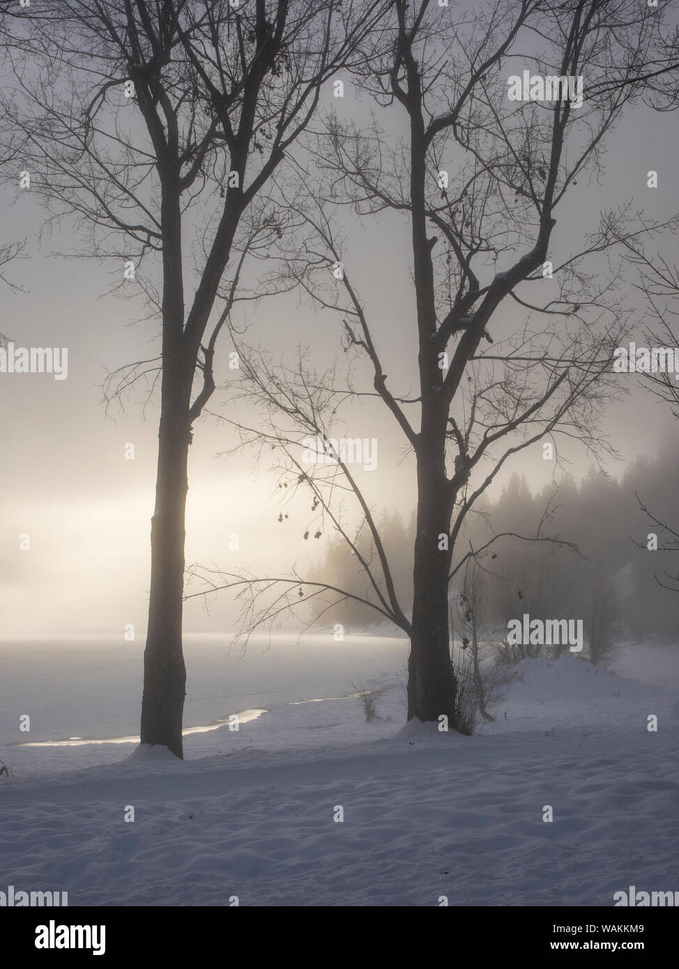 Snow draped trees hi-res stock photography and images - Alamy
