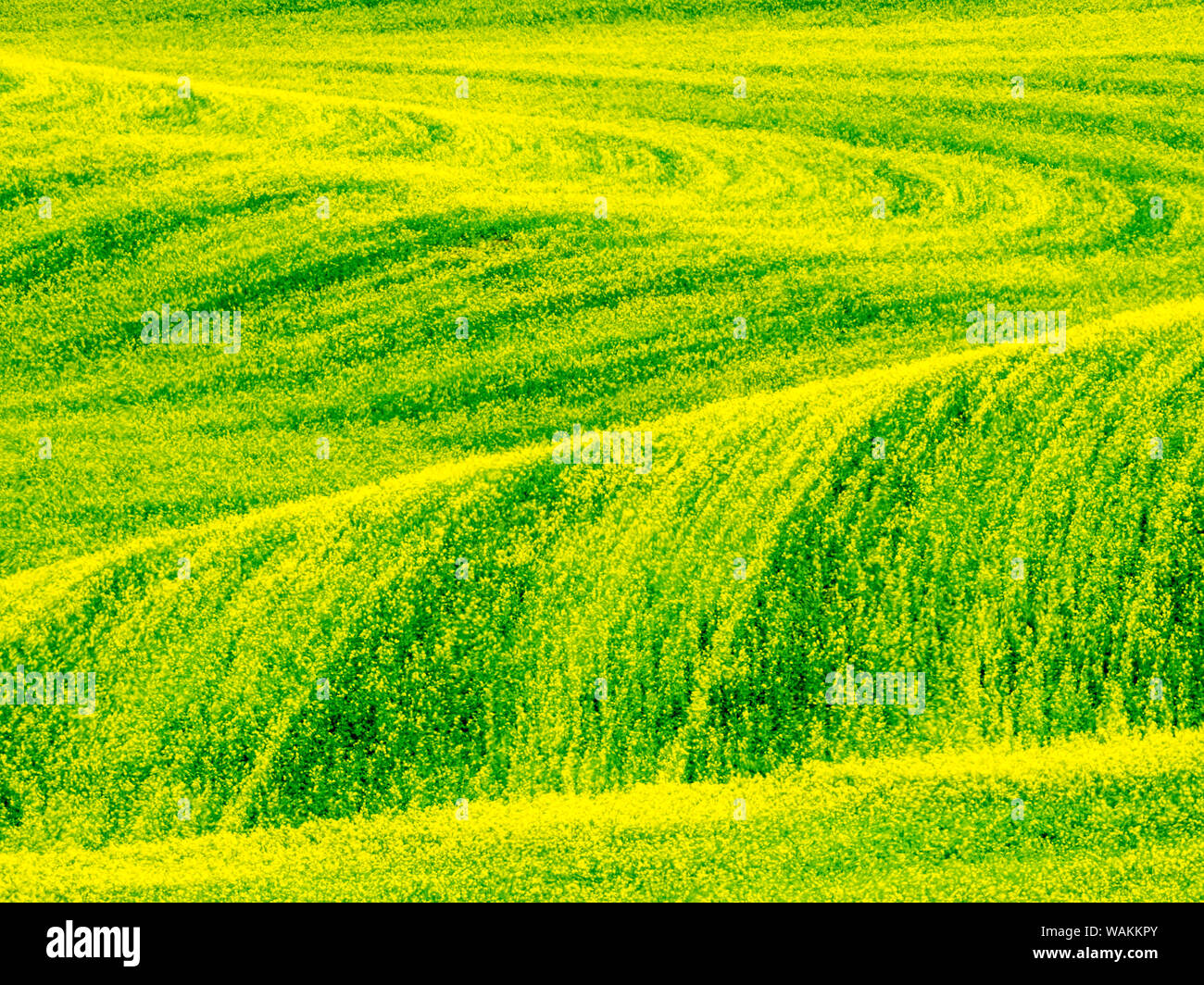 USA, Washington State, Palouse Region. Patterns in Spring Canola field ...