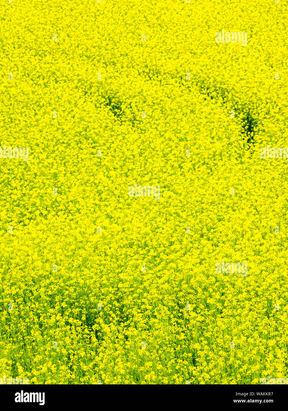 Canola fields in bloom hi-res stock photography and images - Alamy