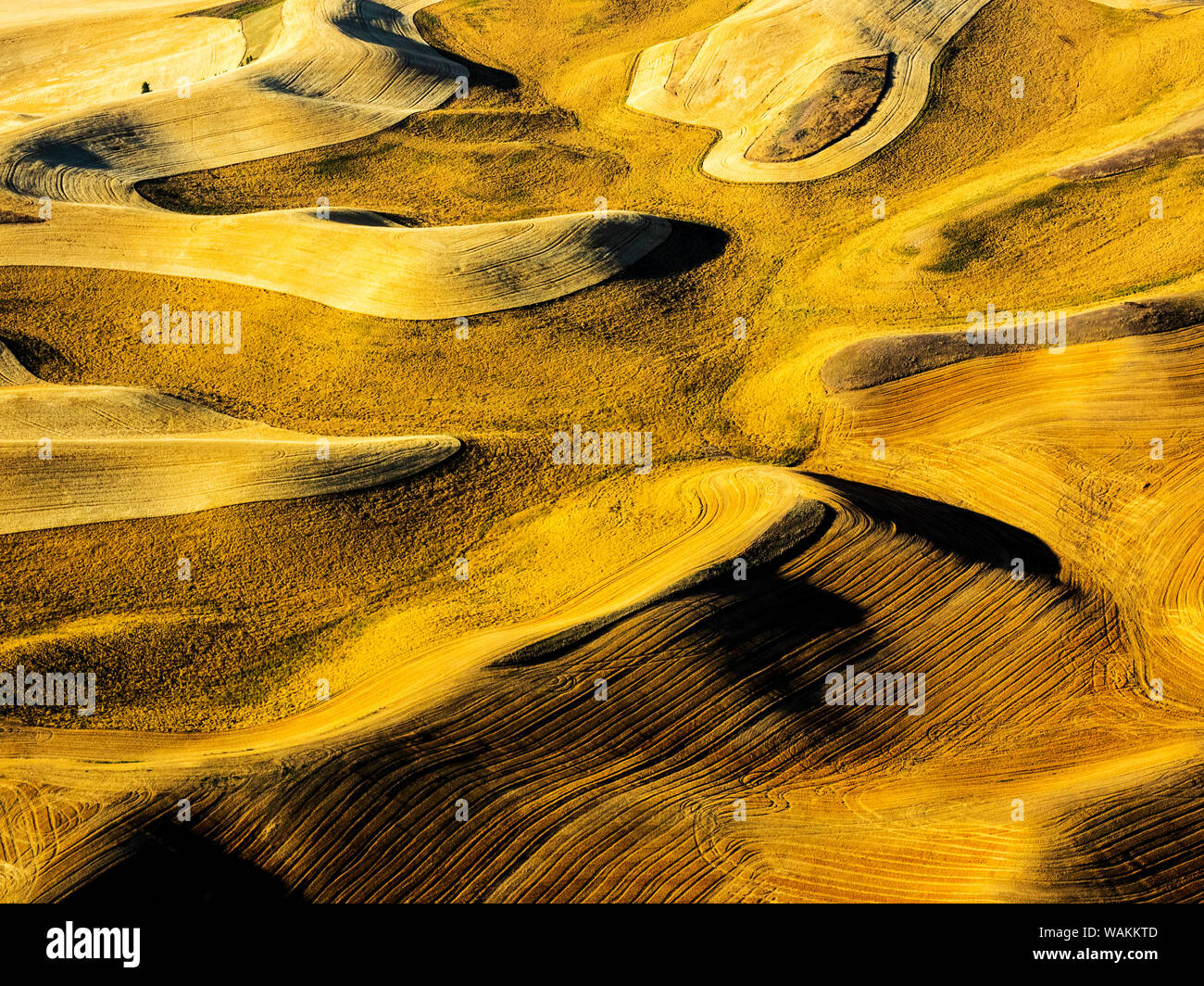 USA, Washington State, Palouse Region. Aerial images of Harvest in the ...