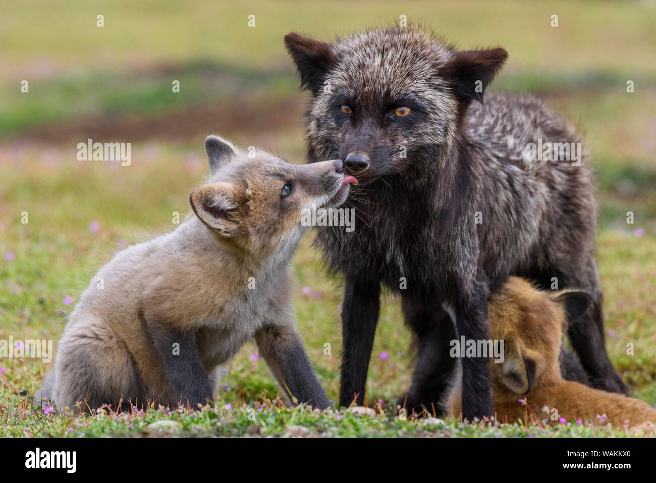 Mother rabbit nursing hi-res stock photography and images - Alamy