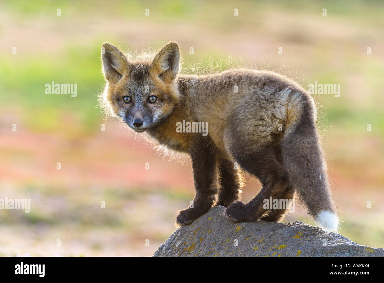 Playful pup hi-res stock photography and images - Alamy
