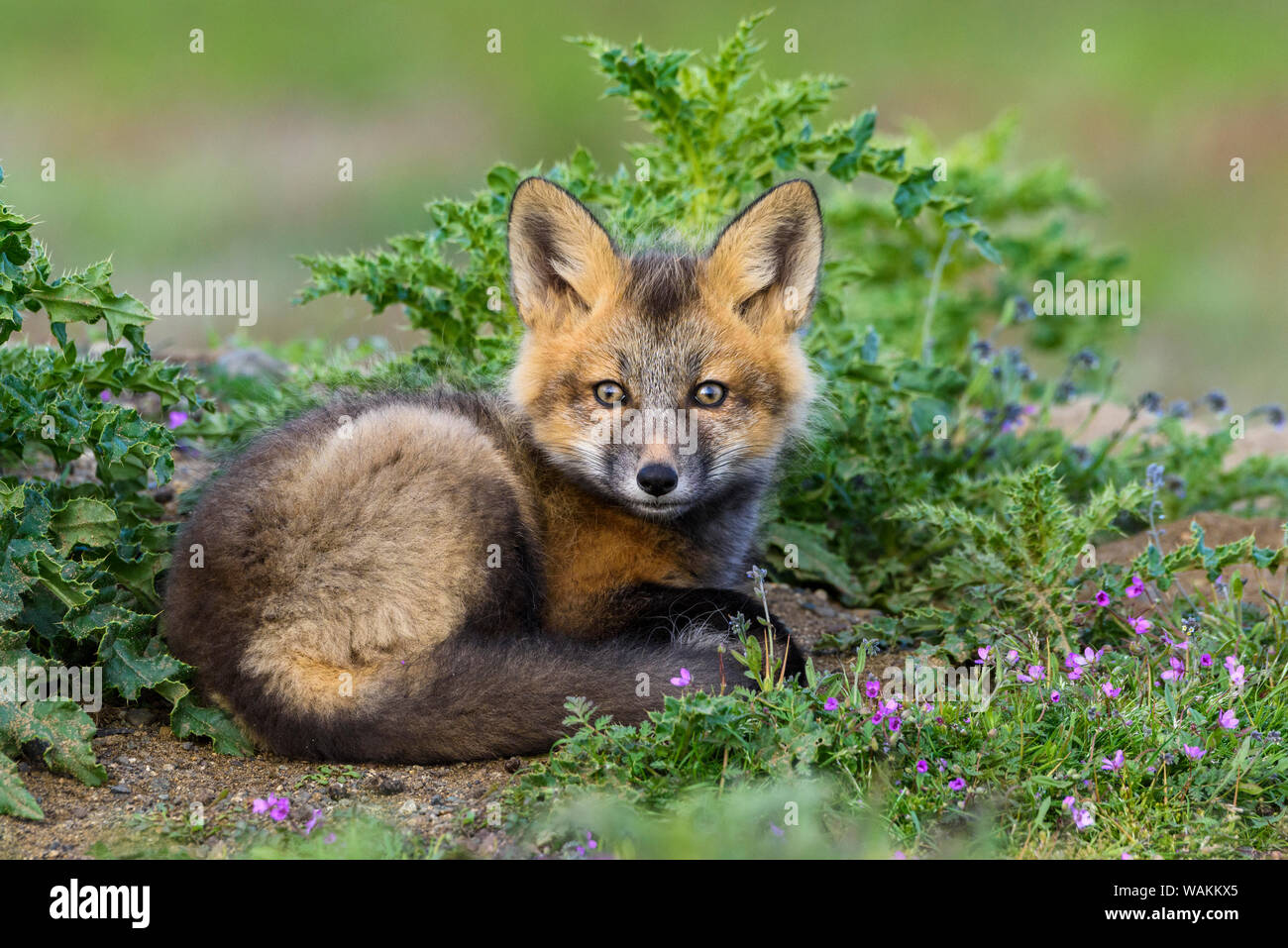USA, Washington State. Red fox kit Stock Photo - Alamy
