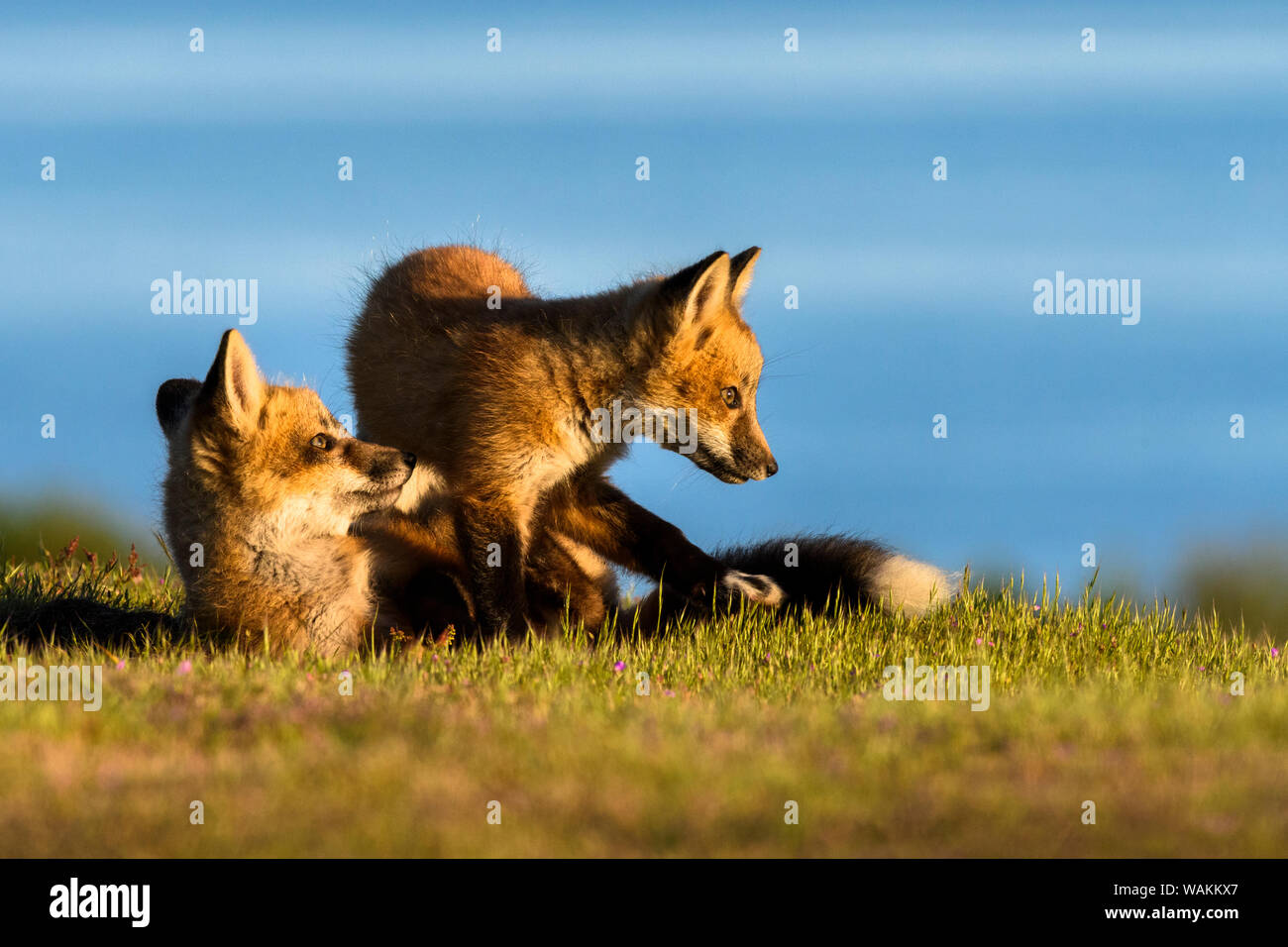 USA, Washington State. Red fox kits playing Stock Photo - Alamy