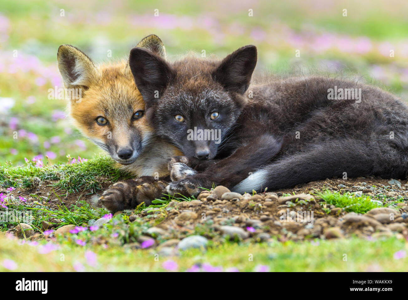 Adorable red kit hi-res stock photography and images - Alamy