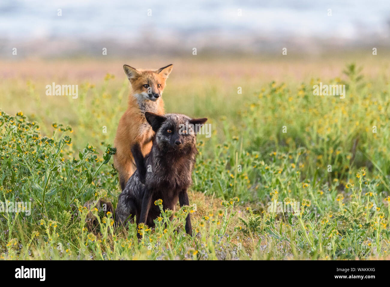 USA, Washington State. Red fox and kit Stock Photo - Alamy
