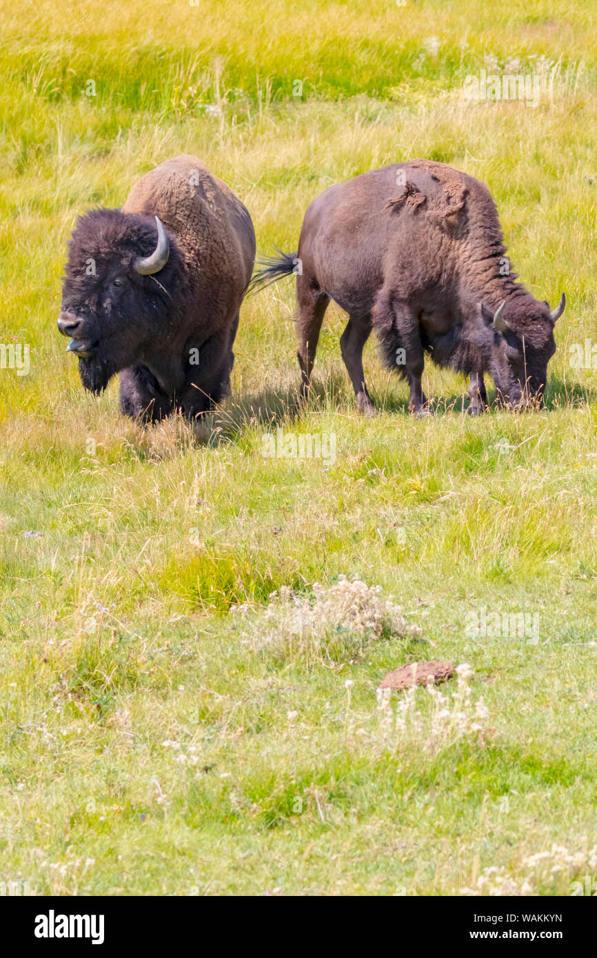 Bull and cow bison hi-res stock photography and images - Alamy
