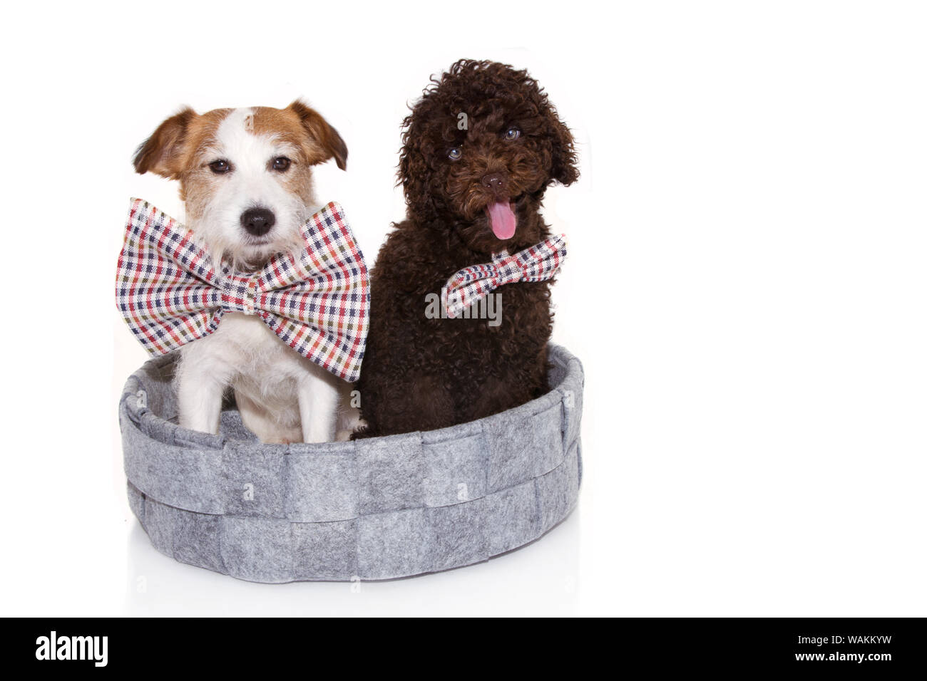 Funny two elegant dogs wearing checkered bowtie inside of a pet bed ...