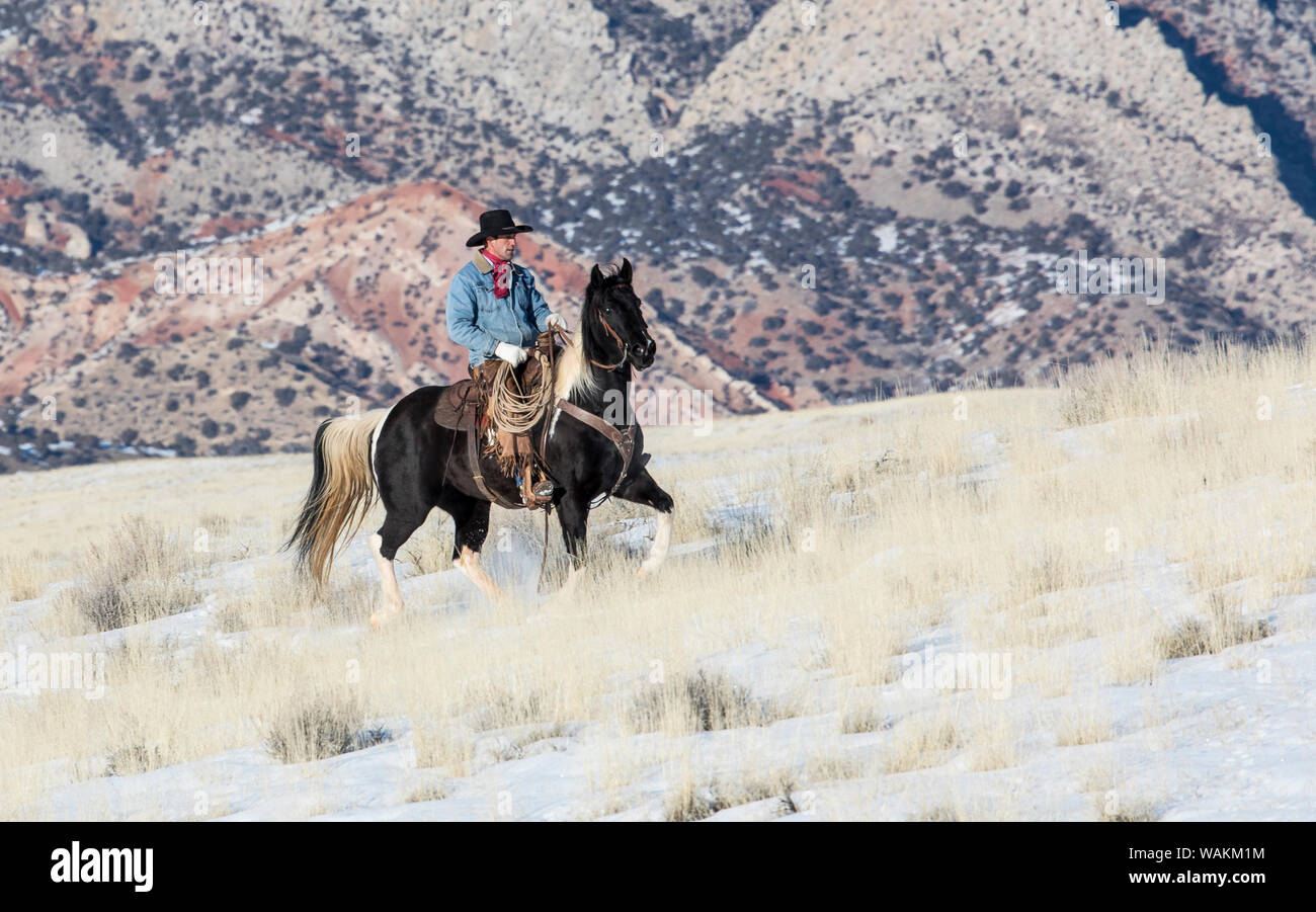 Cowboy horse drive on Hideout Ranch, Shell, Wyoming. Cowboy riding his ...