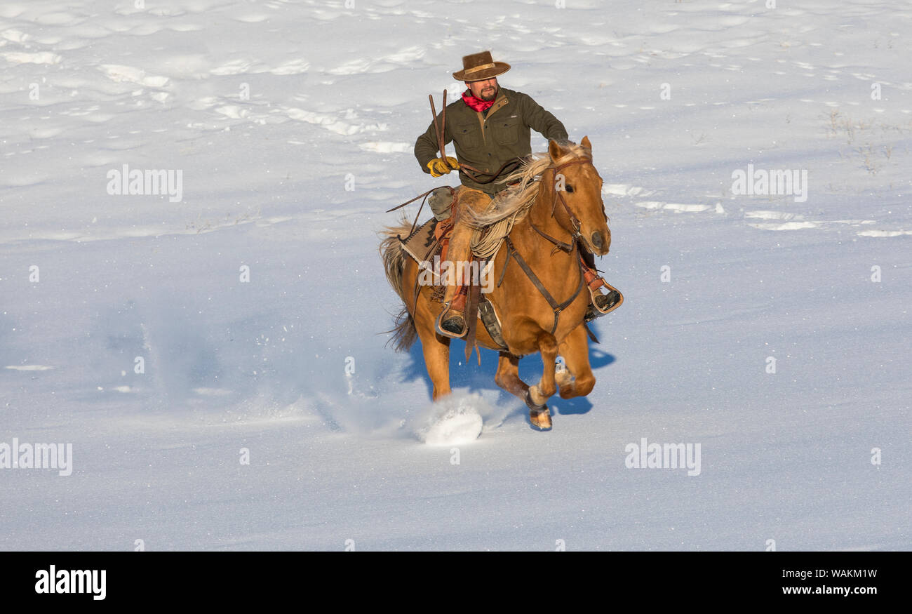 Cowboy horse drive on Hideout Ranch, Shell, Wyoming. Cowboy riding his ...