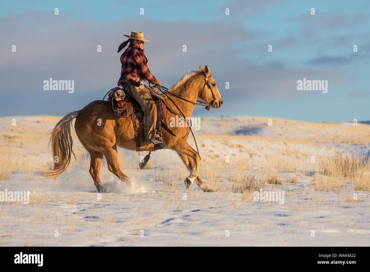 Cowboy horse drive on Hideout Ranch, Shell, Wyoming. Cowgirl on ...