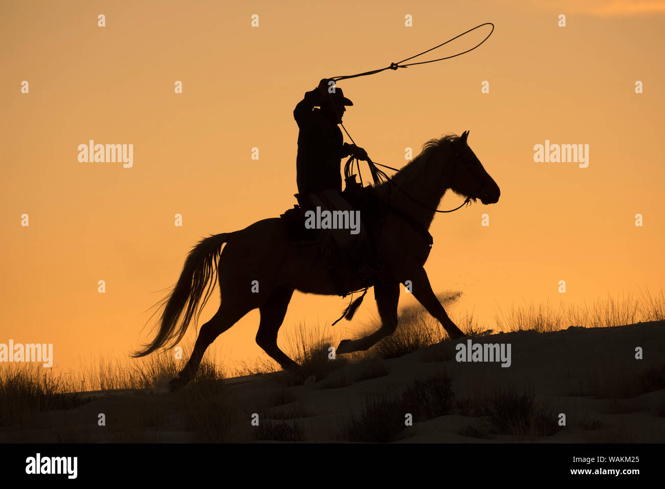 Cowboy horse drive on Hideout Ranch, Shell, Wyoming. Cowboy riding his ...