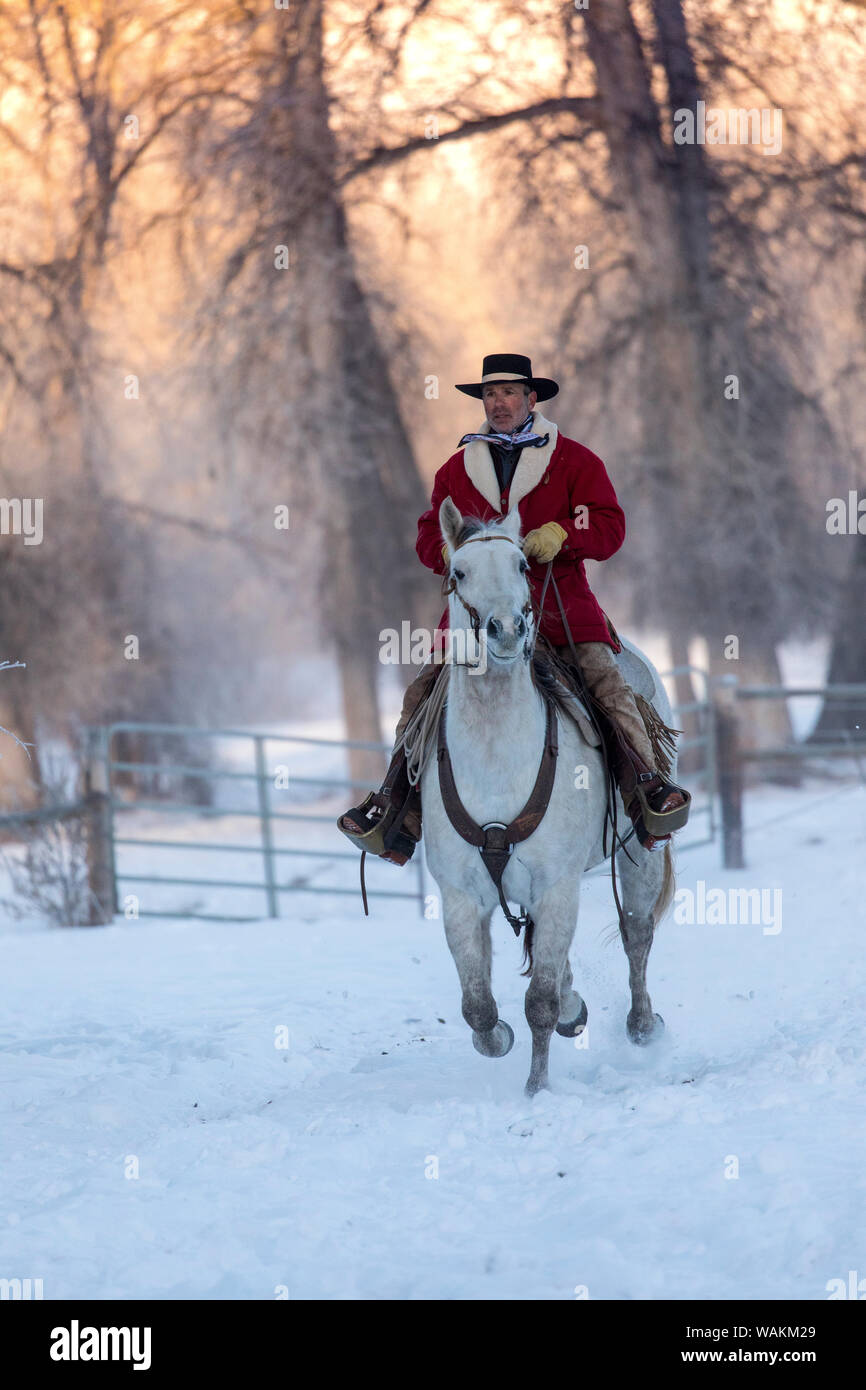 Cowboy horse drive on Hideout Ranch, Shell, Wyoming. Cowboy riding his ...