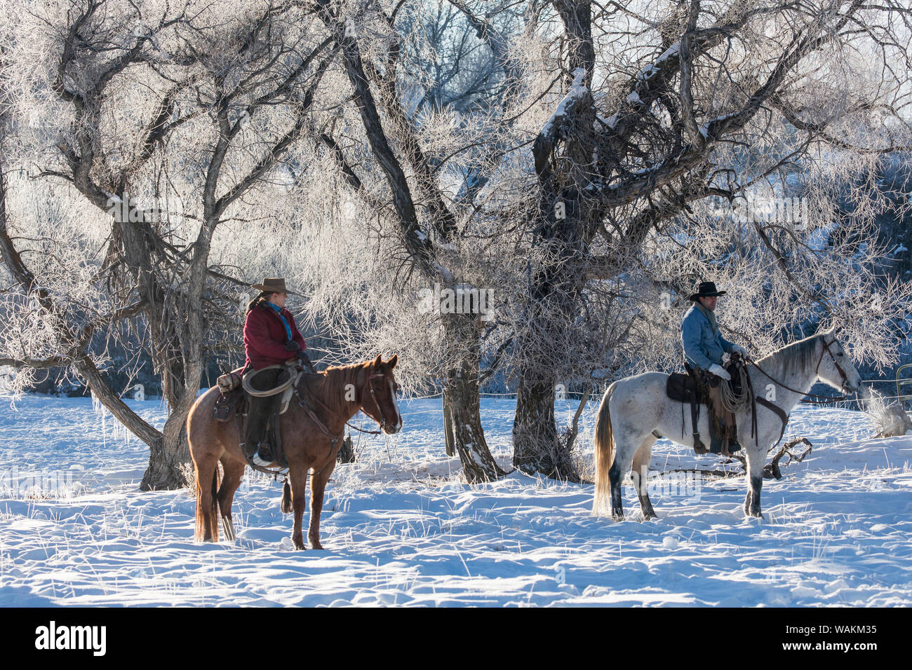Cowboy horse drive on Hideout Ranch, Shell, Wyoming. Cowgirl and cowboy ...