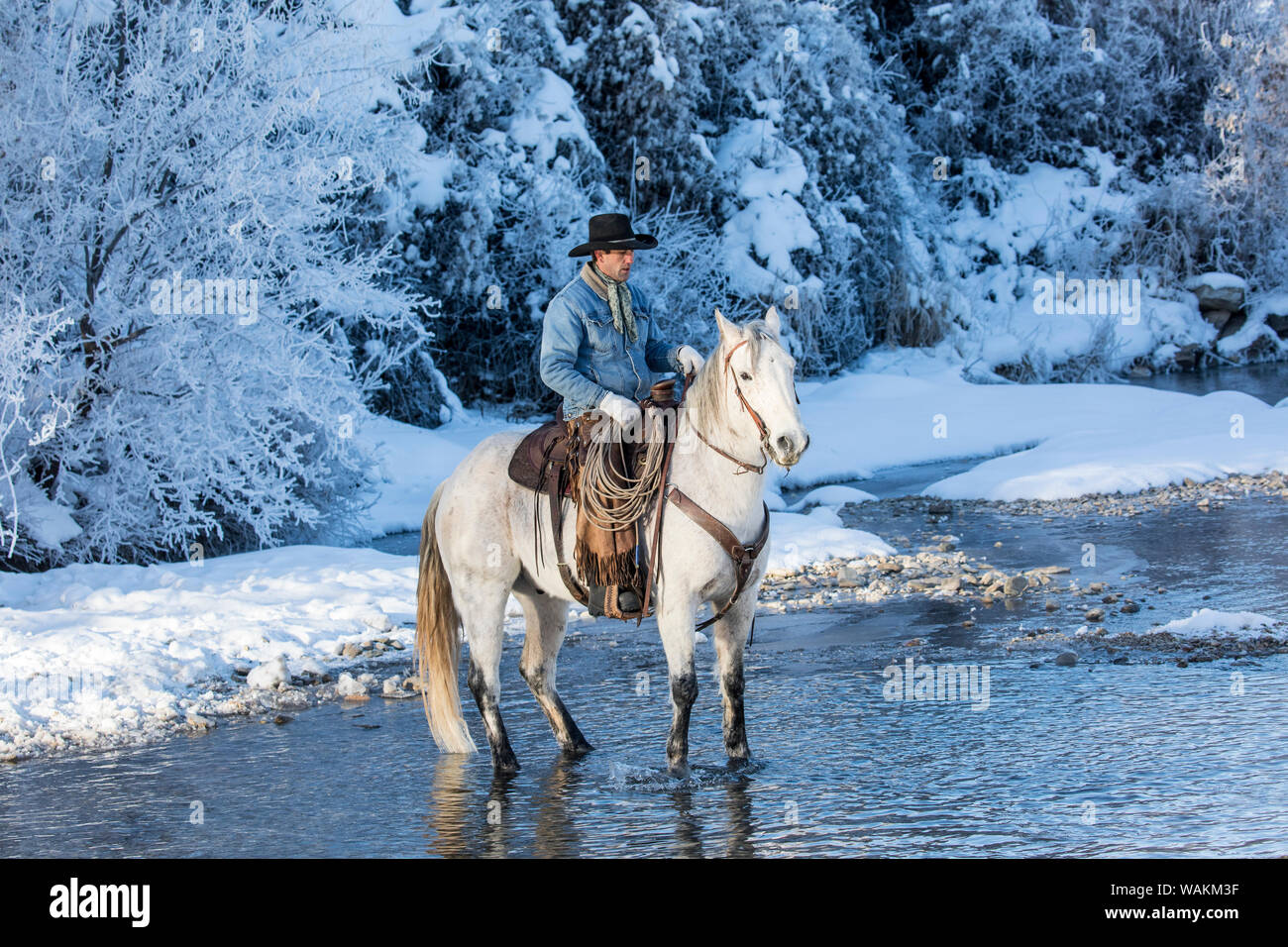 Cowboy horse drive on Hideout Ranch, Shell, Wyoming. Cowboy riding his ...
