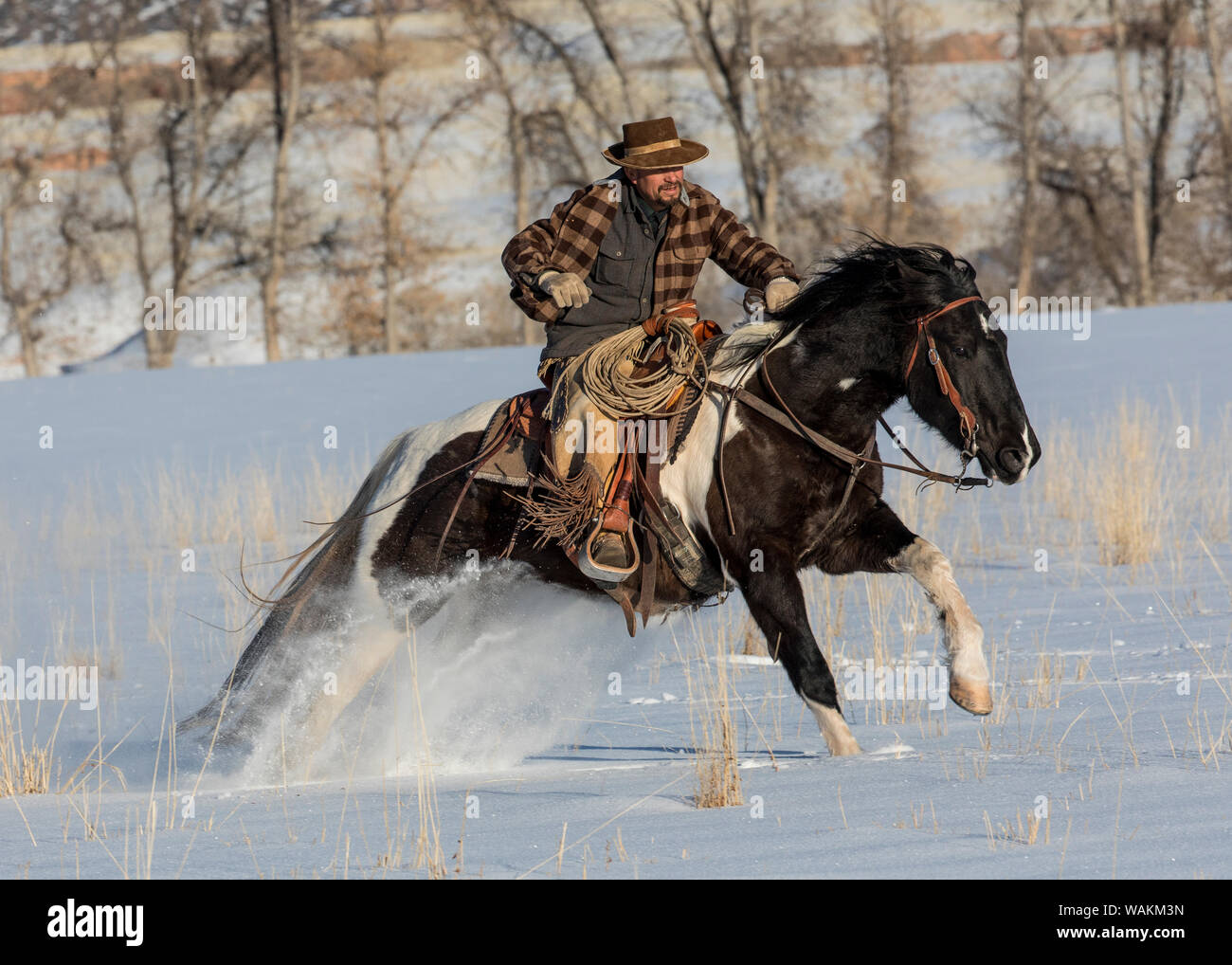 Cowboy horse drive on Hideout Ranch, Shell, Wyoming. Cowboy riding his ...