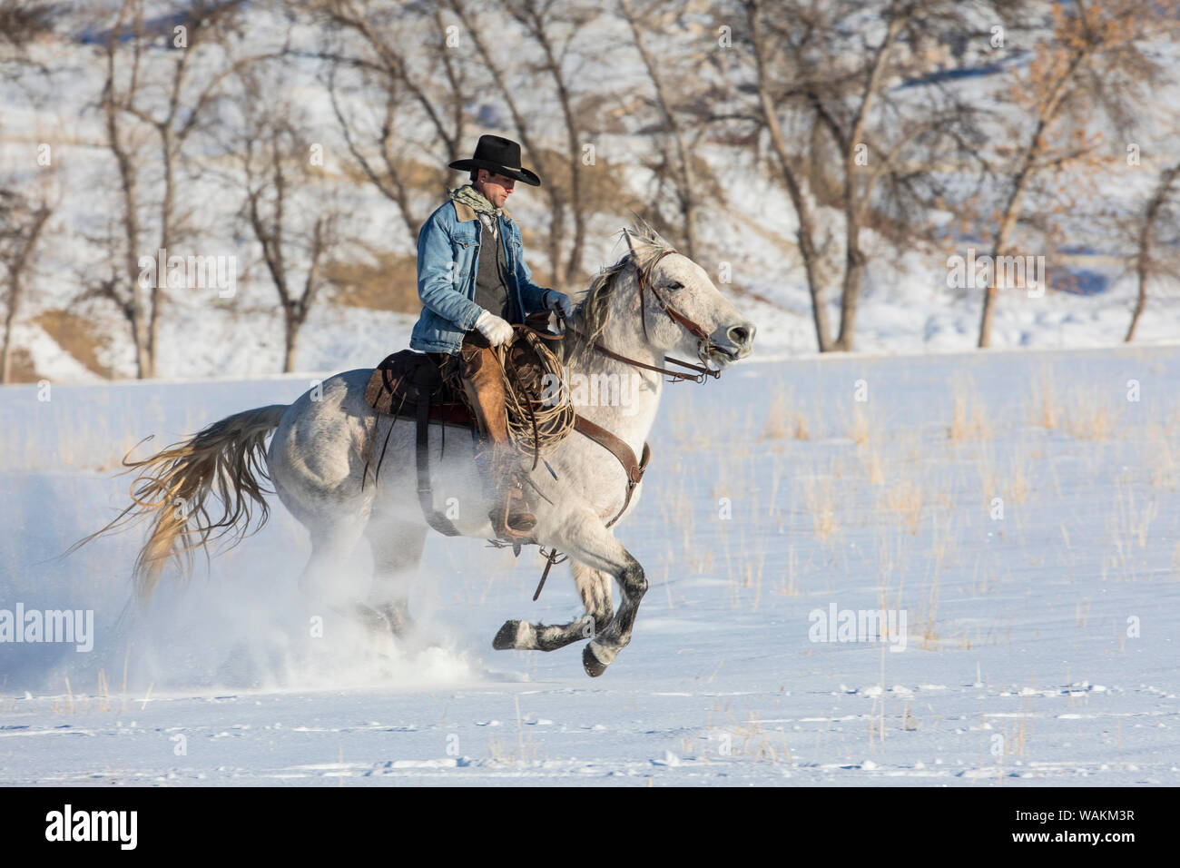 Cowboy horse drive on Hideout Ranch, Shell, Wyoming. Cowboy riding his ...