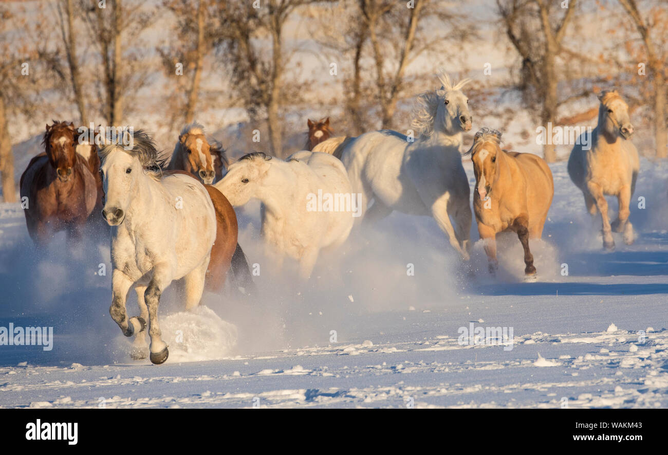 Cowboy horse drive on Hideout Ranch, Shell, Wyoming. Herd of horses ...