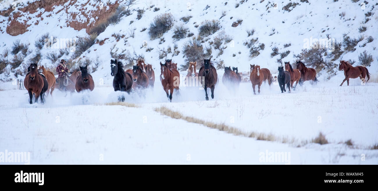 Cowboy horse drive on Hideout Ranch, Shell, Wyoming. Herd of horses ...