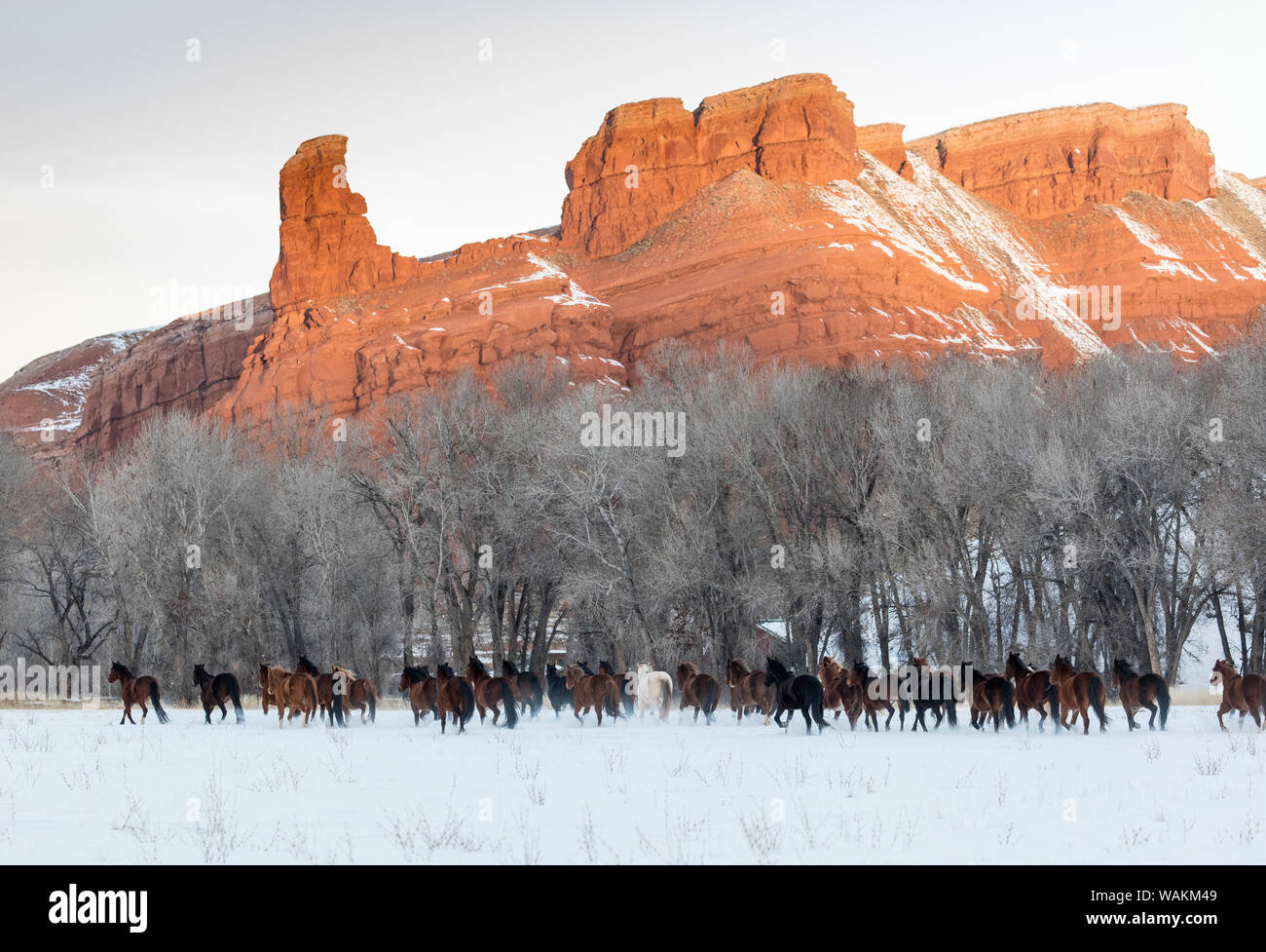 Cowboy horse drive on Hideout Ranch, Shell, Wyoming. Herd of horses ...