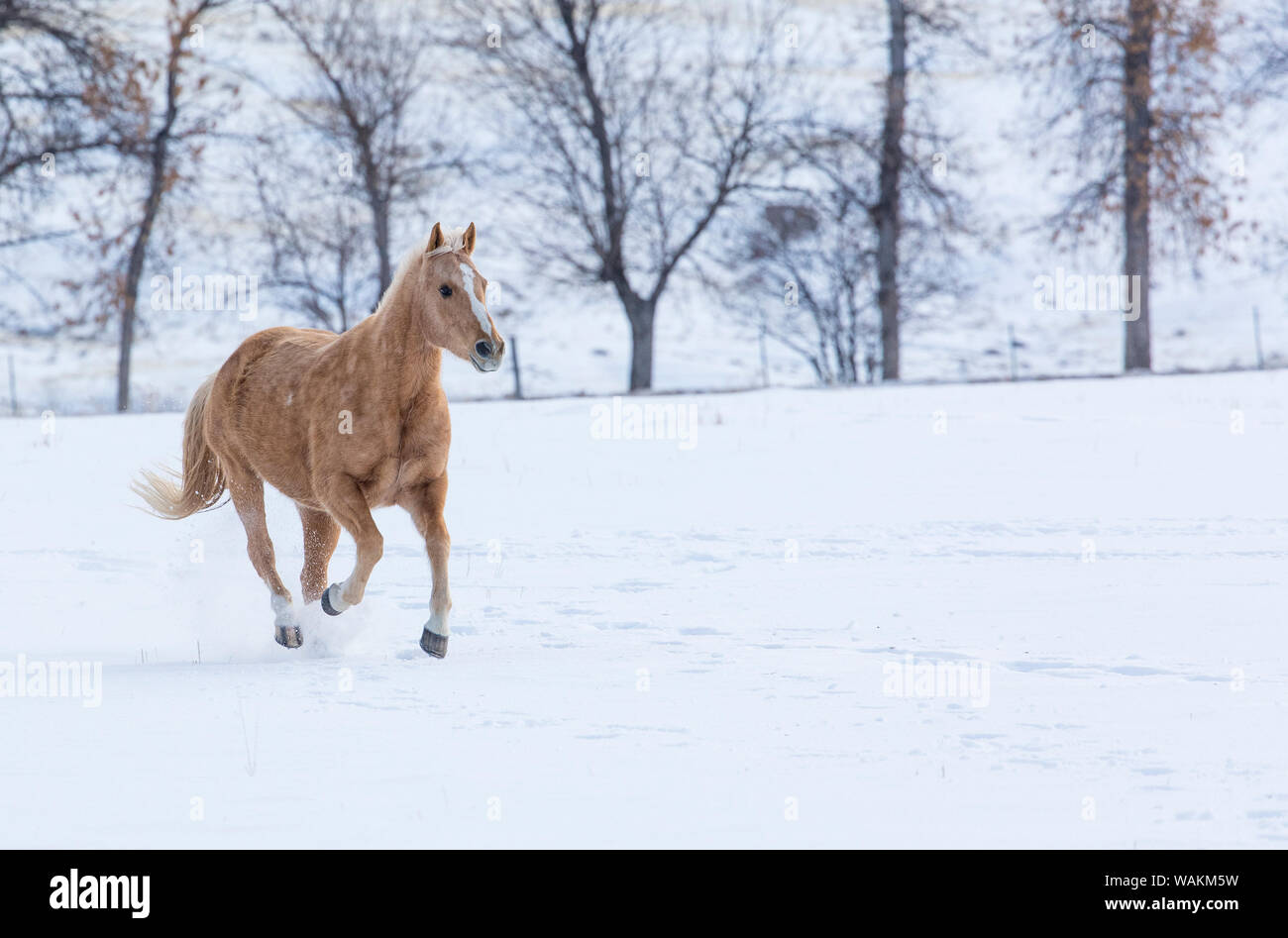 Cowboy horse drive on Hideout Ranch, Shell, Wyoming. Single horse ...