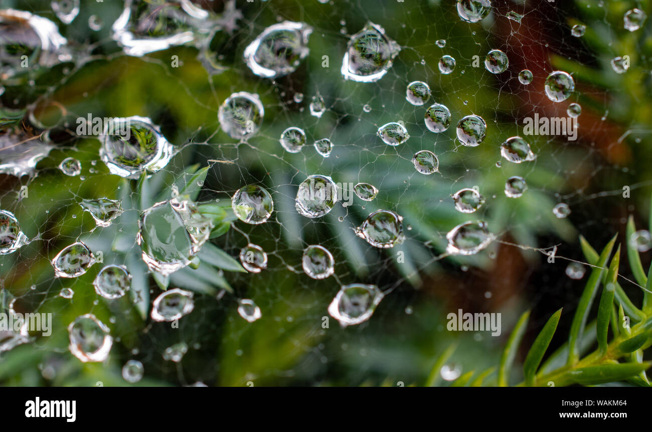 Raindrops on a spider web with reflections in the water Stock Photo - Alamy
