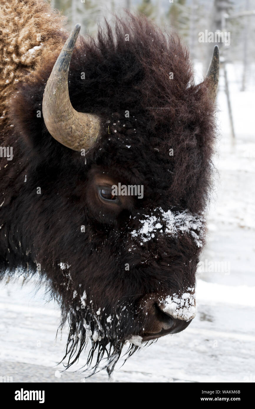 USA, Wyoming, Yellowstone National Park, American bison (Bos bison ...