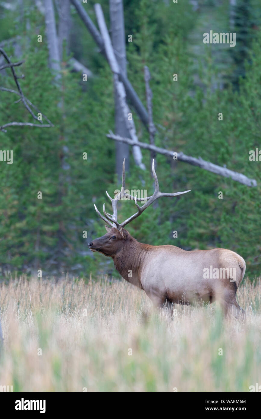 USA, Wyoming, Yellowstone National Park. A big elk (Cervus elaphus ...