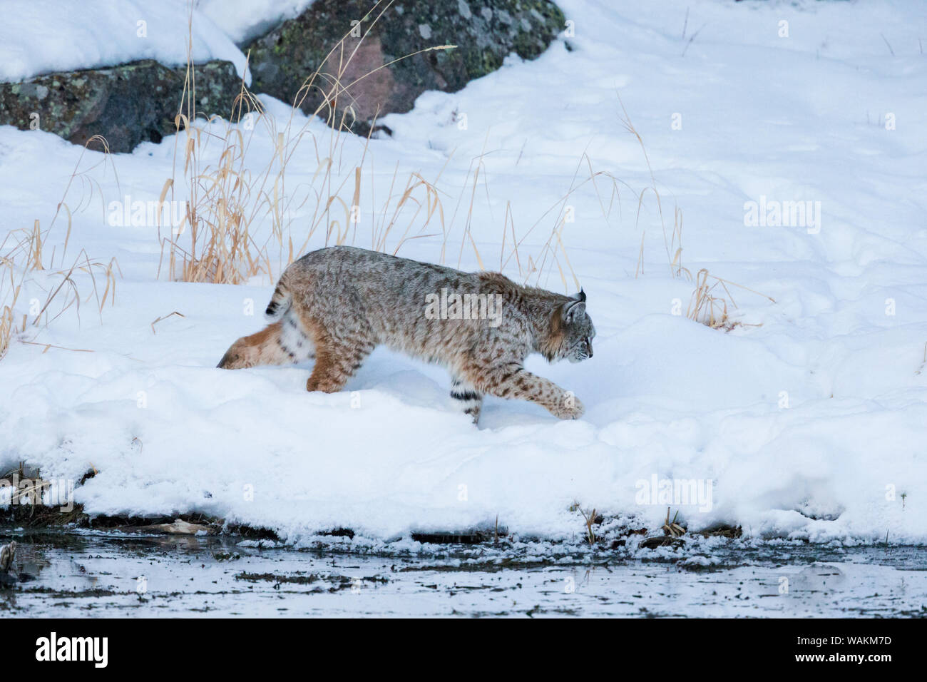 USA, Wyoming, Yellowstone National Park, Madison River, bobcat (Lynx ...