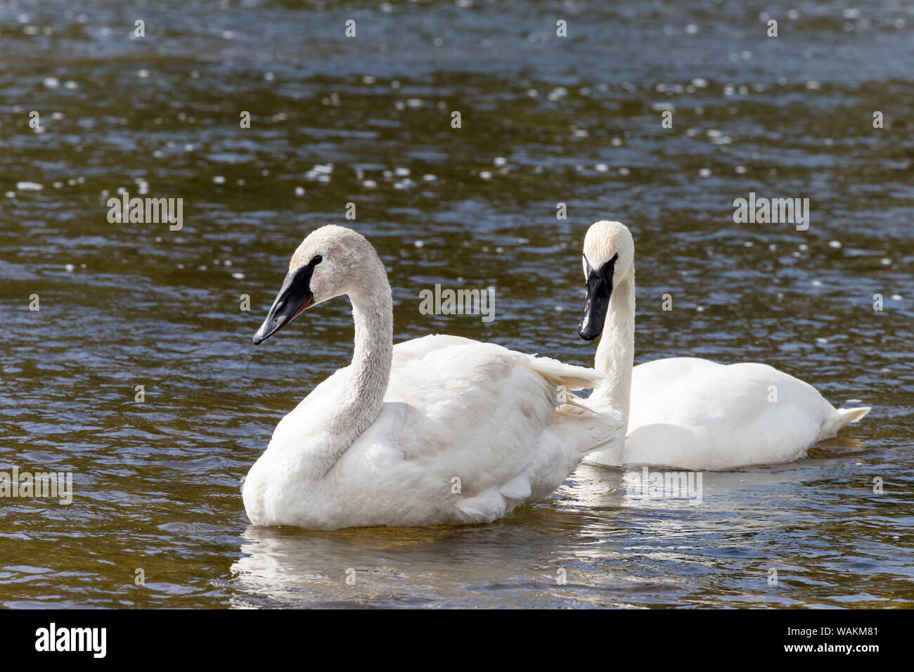 USA, Wyoming, Yellowstone National Park. Portrait of two trumpeter ...