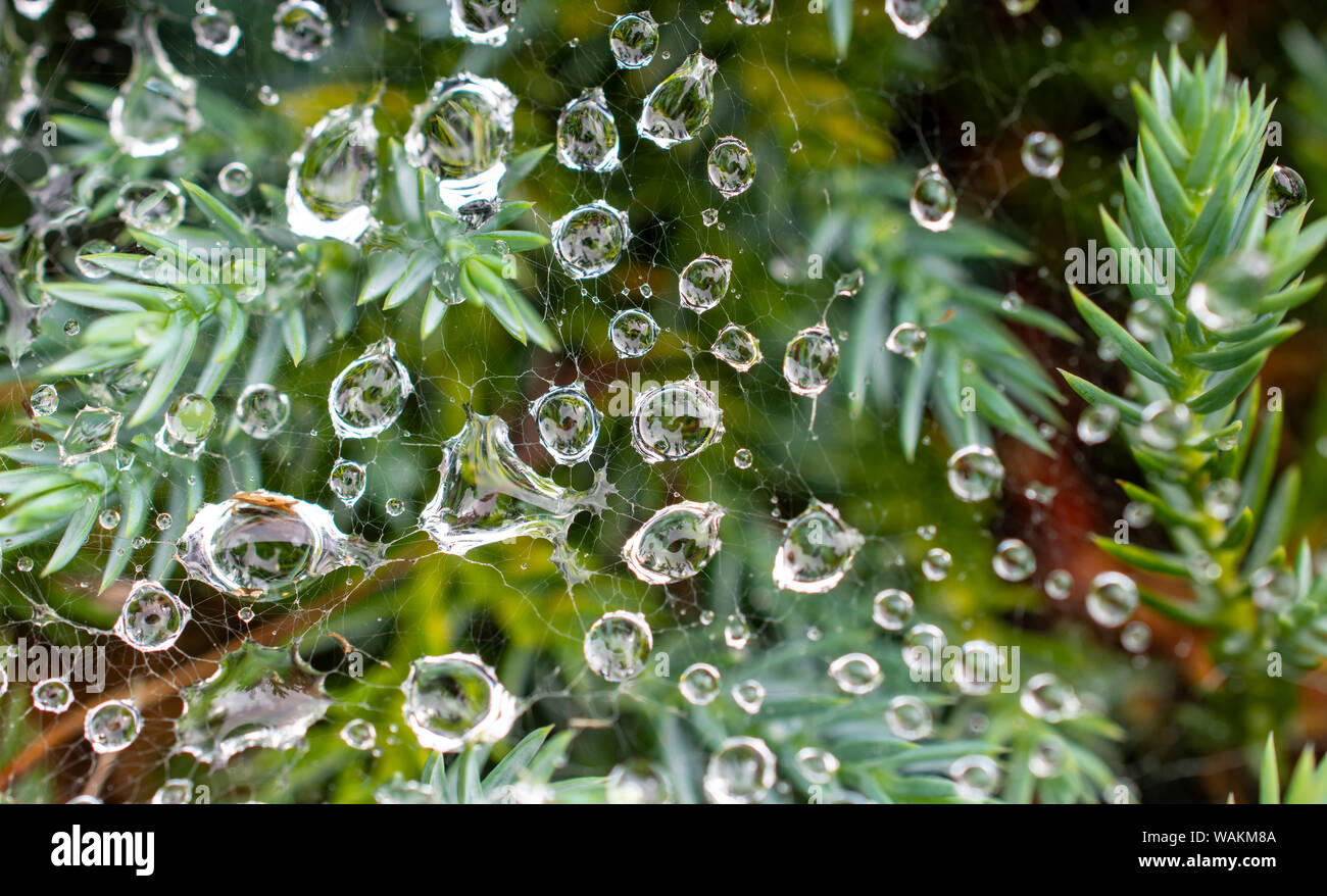Raindrops on a spider web with reflections in the water Stock Photo - Alamy