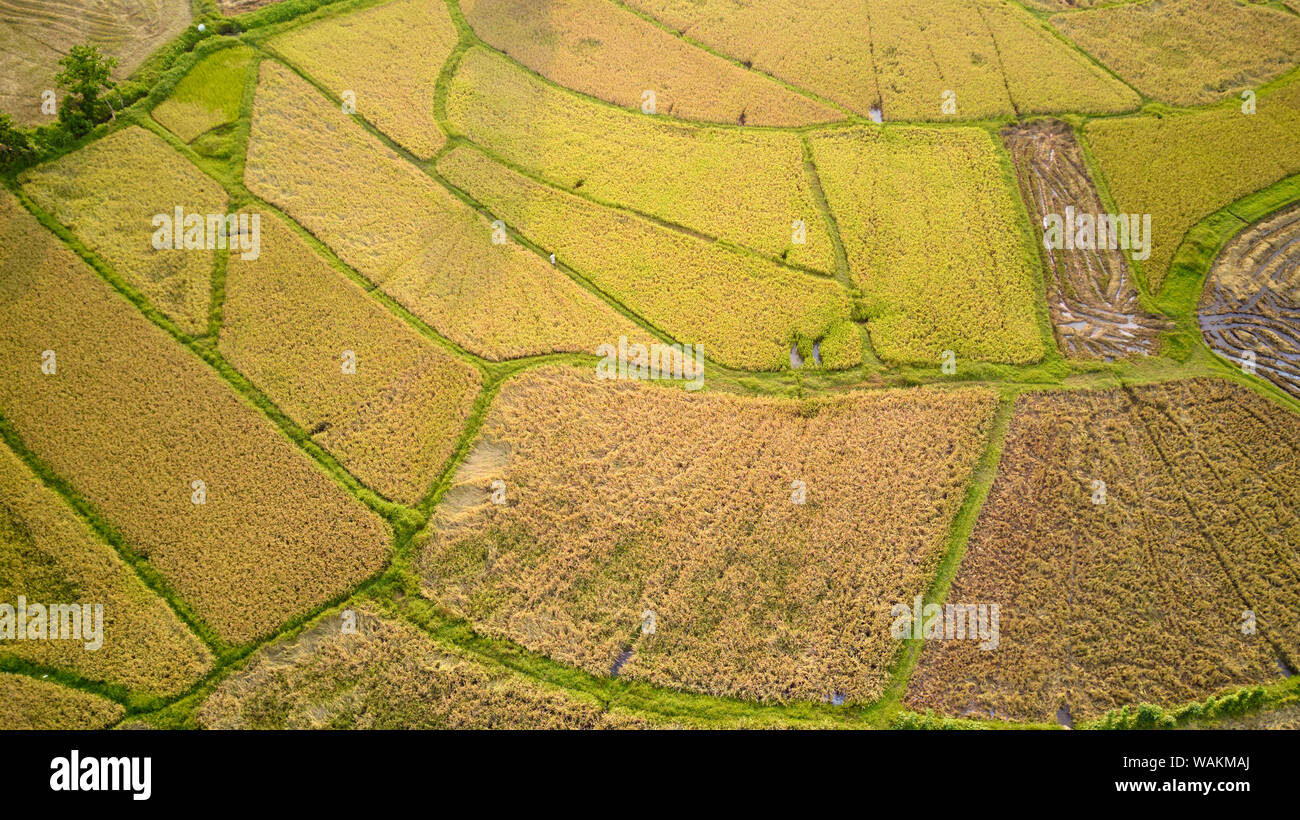 Paddy Plant Plantation Flat Lay Airscape Photo. Countryside Rice Food ...