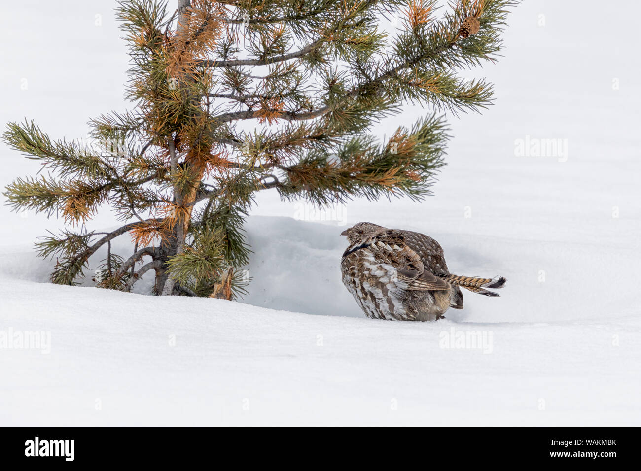 USA, Wyoming, Yellowstone National Park, gray partridge (Perdix perdix ...