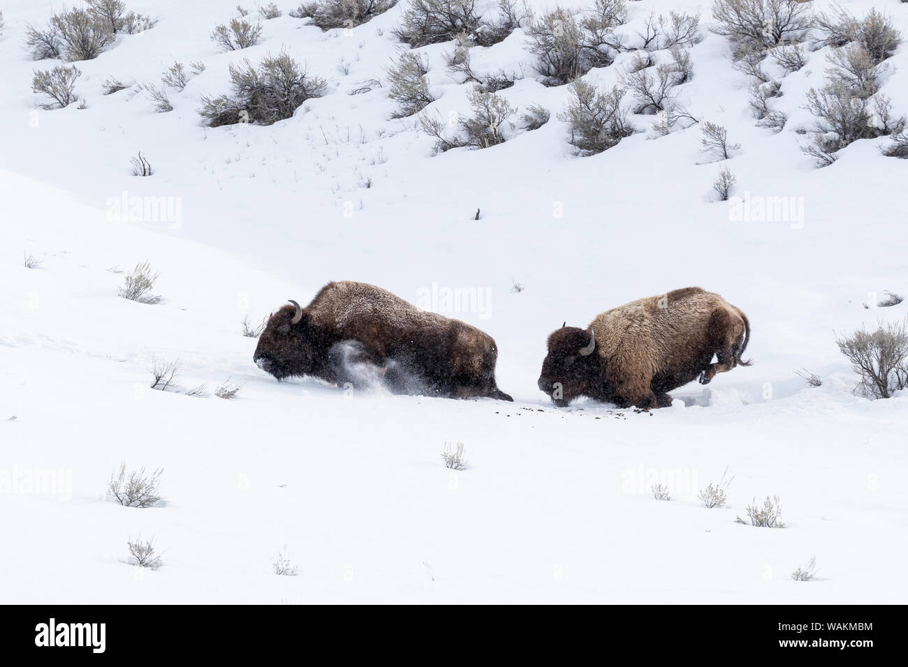 USA, Wyoming, Yellowstone National Park. American bison (Bos bison ...